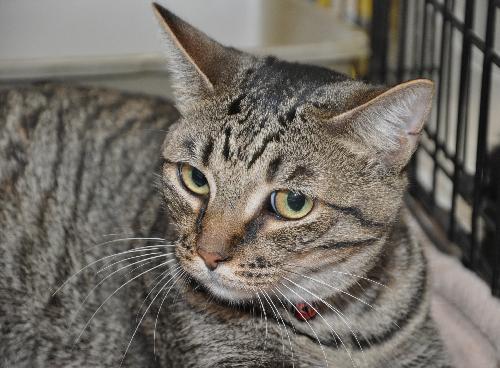 Turtle the Tabby Boy's Web Page
