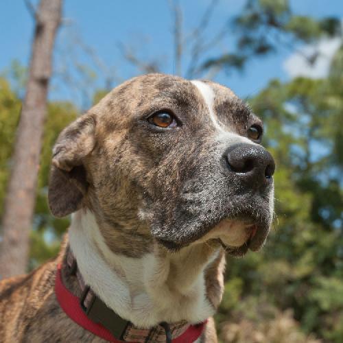 Lillie the Calm Companion Boxer's Web Page