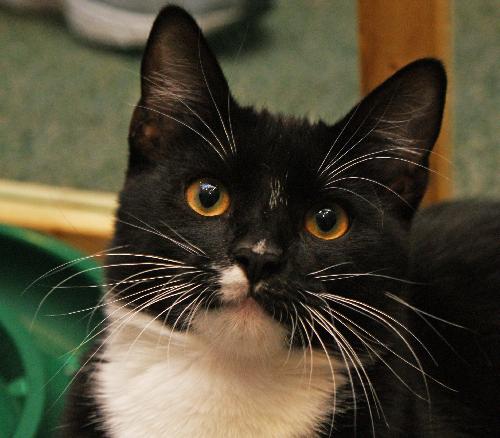 Mittens the Tuxedo Hemingway's Web Page