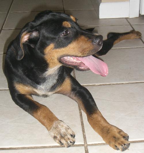 Jesse the Rottie Puppy's Web Page