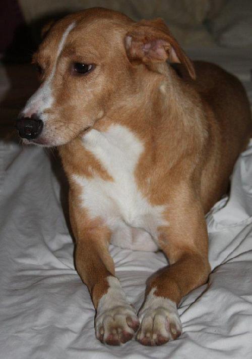 LuLu the Lab Hound's Web Page