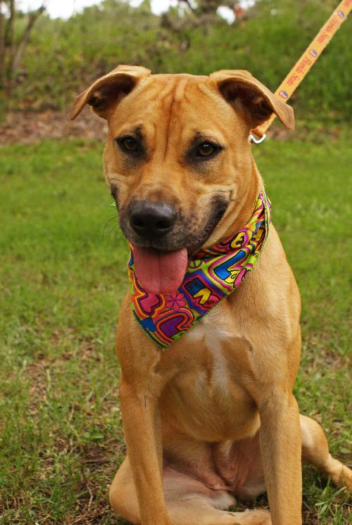 Claudia the Trained Cur Hound Pup's Web Page