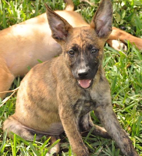 Zest the Shepard/ Lab Puppy's Web Page