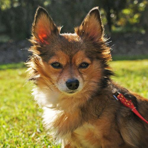 Coco Puff the Little Pom's Web Page