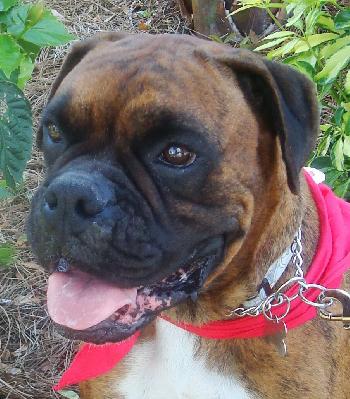 Ginger the Boxer's Web Page