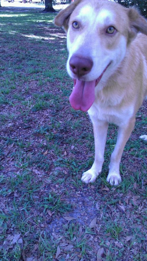 Everett the Cream Husky's Web Page