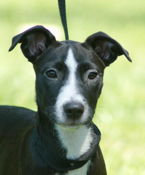 Sade the Film Academy Puppy's Web Page