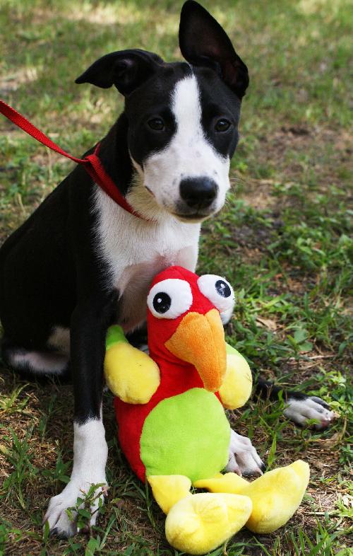 Flash the Film Academy Puppy's Web Page