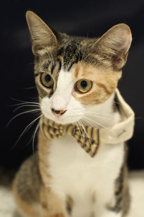 Frappo the Impish Kitten's Web Page