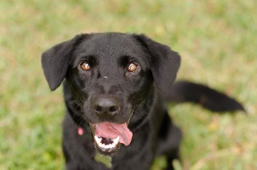 Koda the Soulful Puppy's Web Page