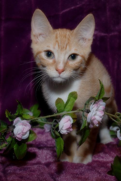 Simba the KItten's Web Page