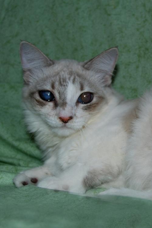 Cream the Siamese Mall Kitten's Web Page