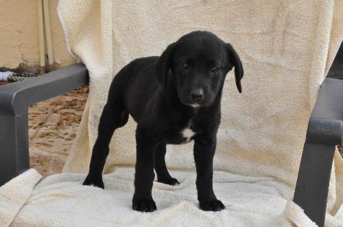 Bonny the Black Lab Puppy's Web Page
