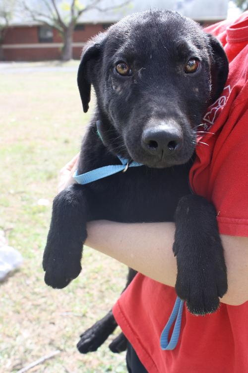 Kenny Chesney the Black Lab's Web Page