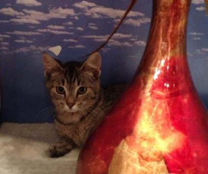 Tigger the Grey Torbie Kitten's Web Page