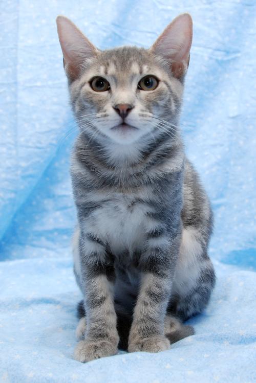 Skeeter the Silly but Charming Kitten's Web Page