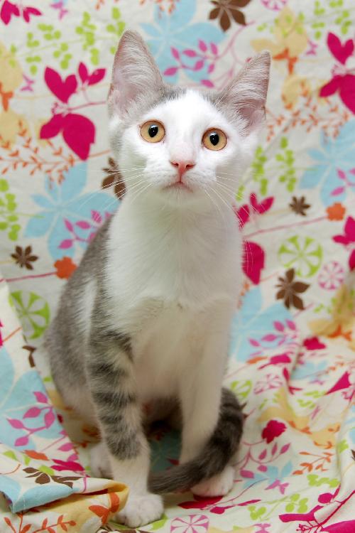 Bunny the Honey Boo Boo Kitten's Web Page