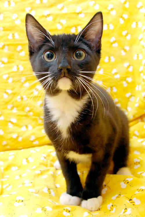 Linus the Snoopy Kitten's Web Page