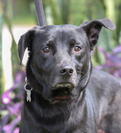 Shiloh the Shy Labrador's Web Page
