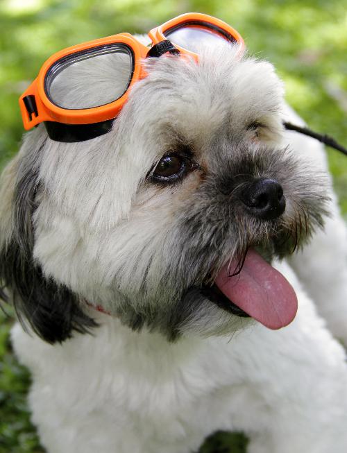 Sebastian the Shih Tzu's Web Page