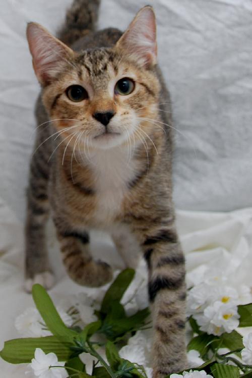 Crackle the Fun Loving Kitten's Web Page