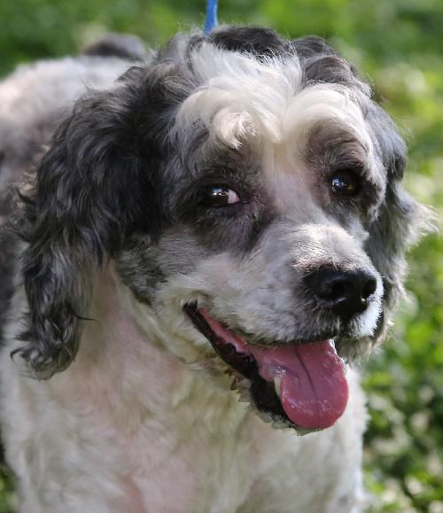 Patches the Senior Cockapoo's Web Page