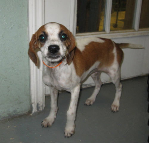 Wyvonne the Deagle Puppy's Web Page