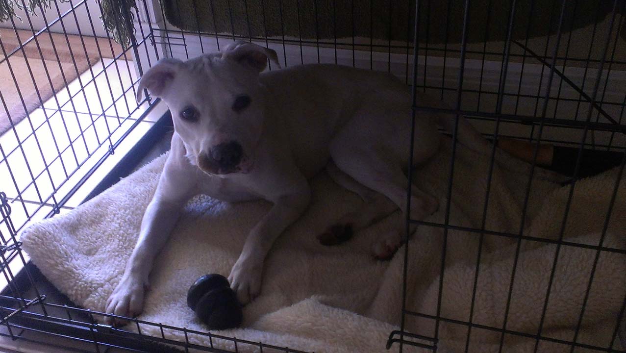 Kane the Playful Lab (VIDEO)'s Web Page