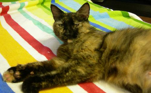 Shannon the Long Haired Tortoiseshell's Web Page