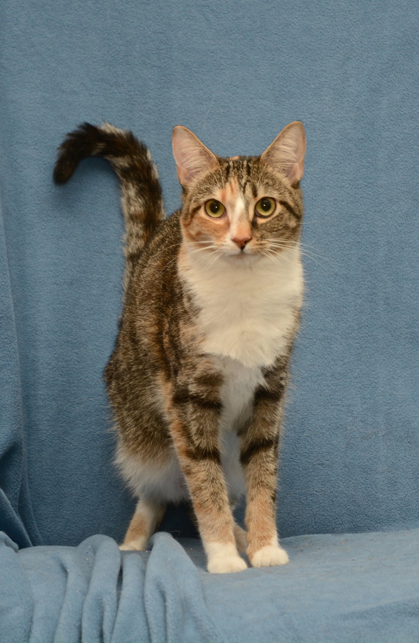 Isabella the Affectionate Declawed Cat's Web Page