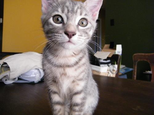 Kelly the Explorer Kitten's Web Page