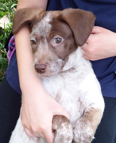 Clover the Lucky Lab Puppy's Web Page