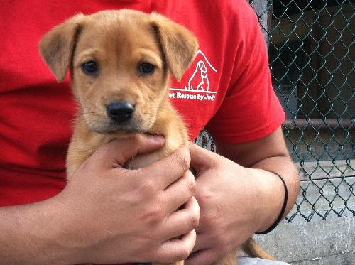 Caramel the Fancy Lab Pup's Web Page