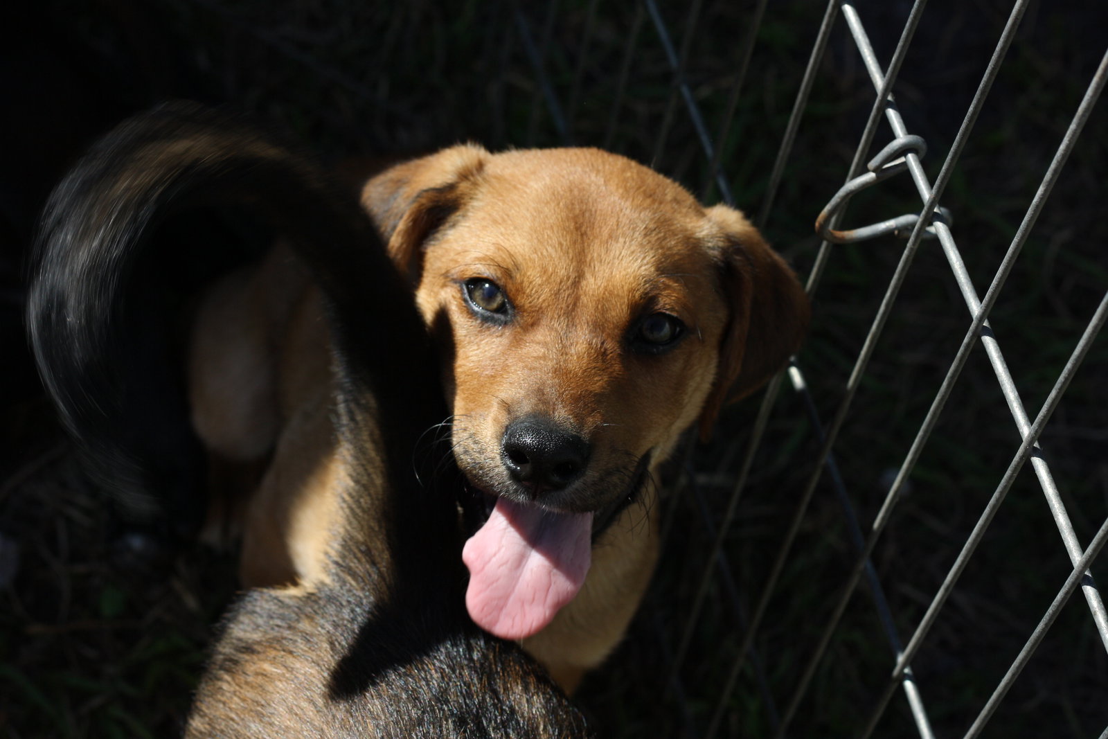Cindy the Brady Bunch Pup's Web Page