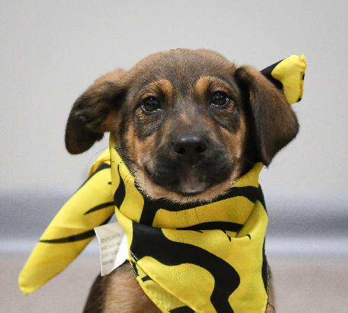 Peter the Brady Bunch Pup's Web Page