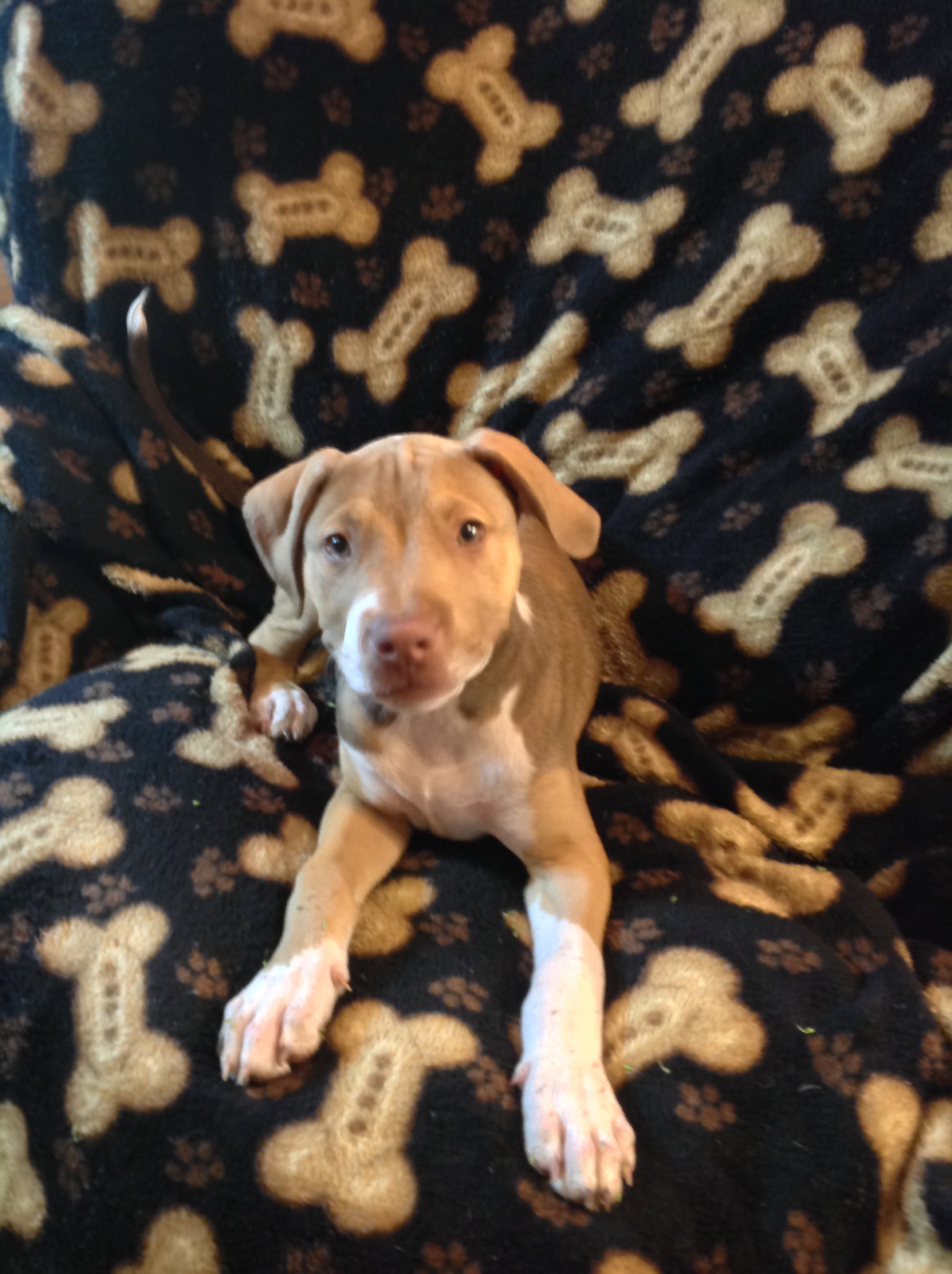 Jethro Bodine a Clampett puppy's Web Page
