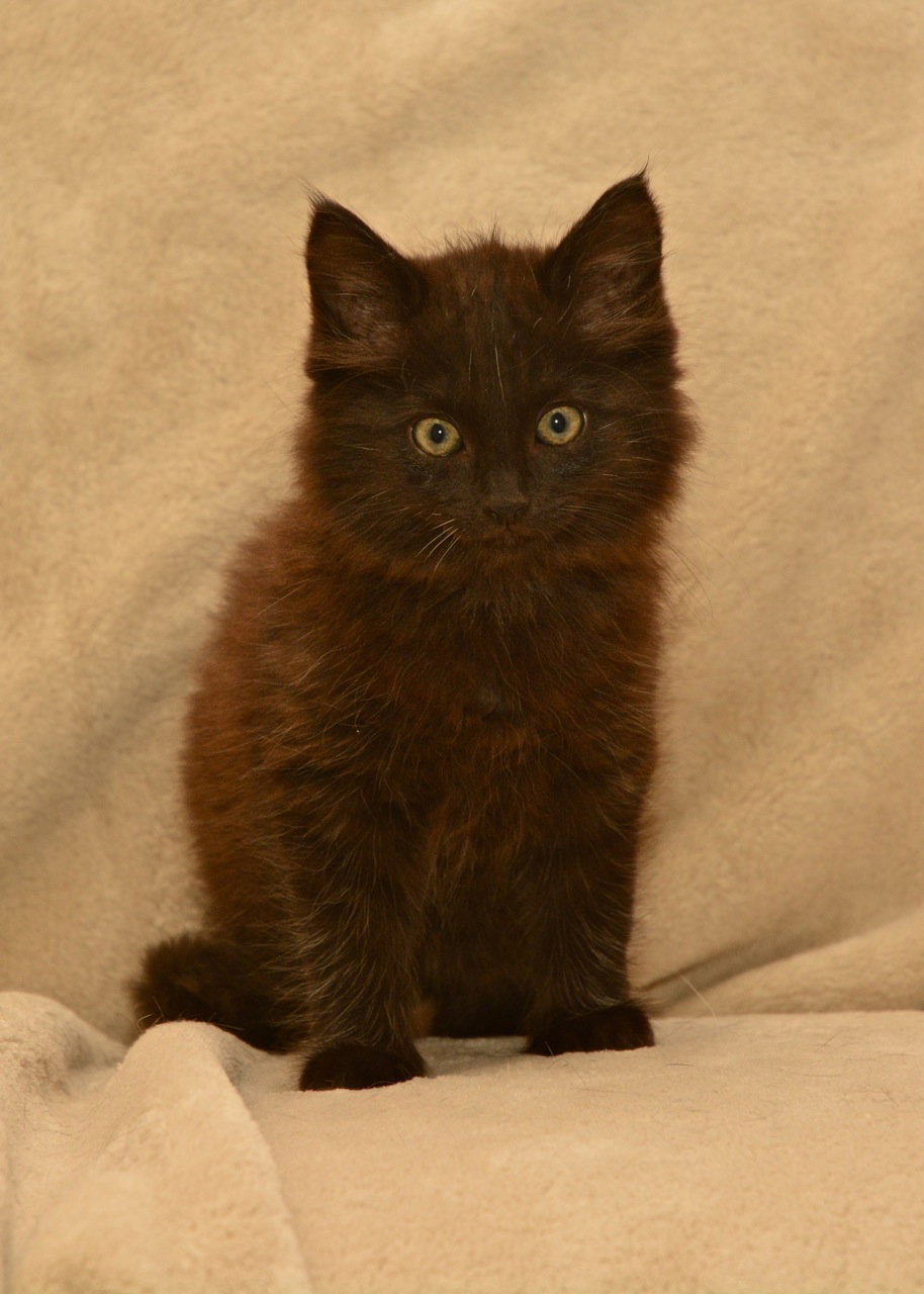 Kit-Kat the Kitten's Web Page