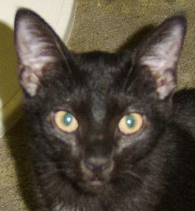 Aponi the Dog-Loving Kitten's Web Page