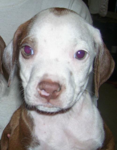 Froggy the Puppy's Web Page