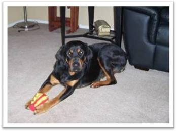 Rosie the Rottweiler's Web Page