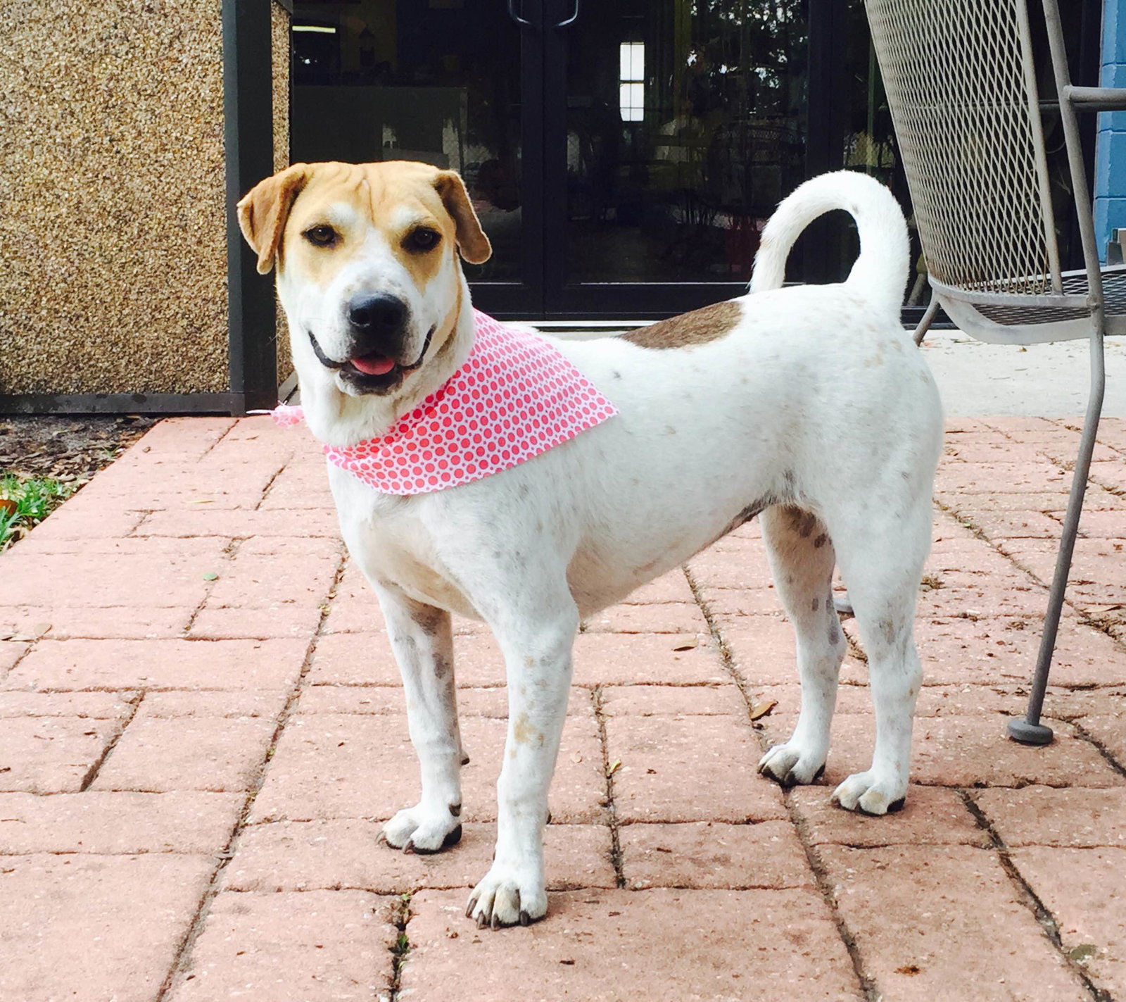 Lucy- A Beagle/Shar Pei Blend's Web Page