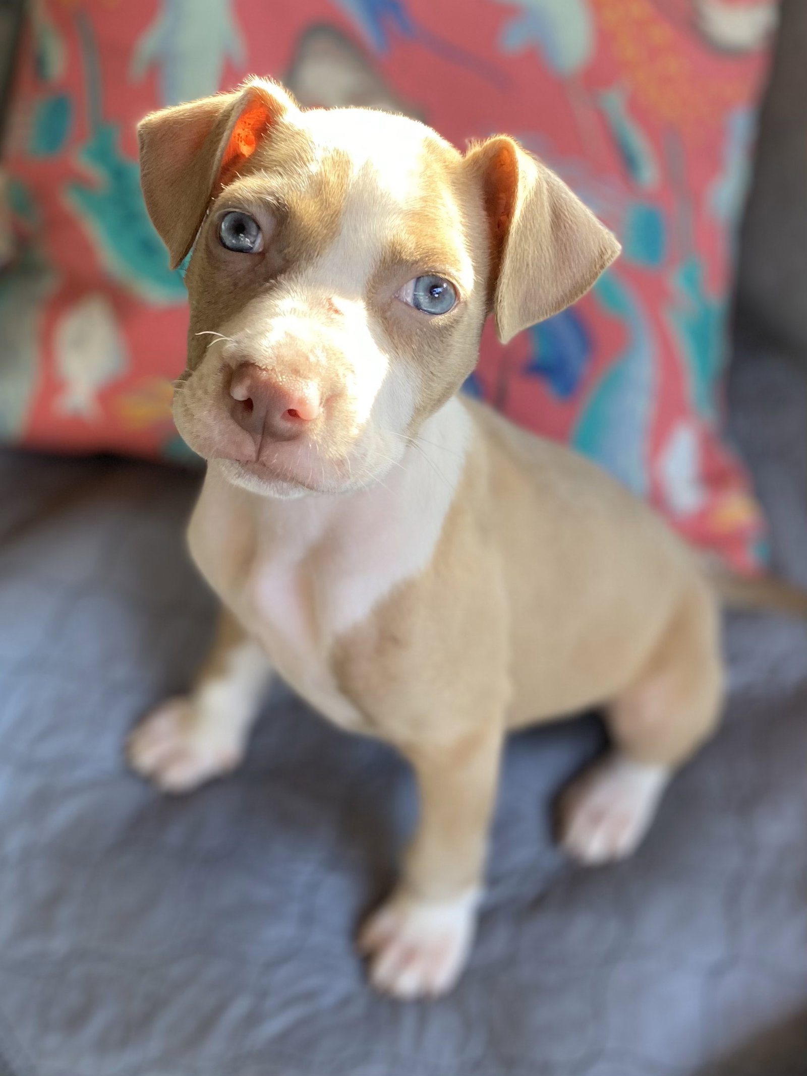 Dog for Adoption - Willa, a Staffordshire Bull Terrier in Saint George ...