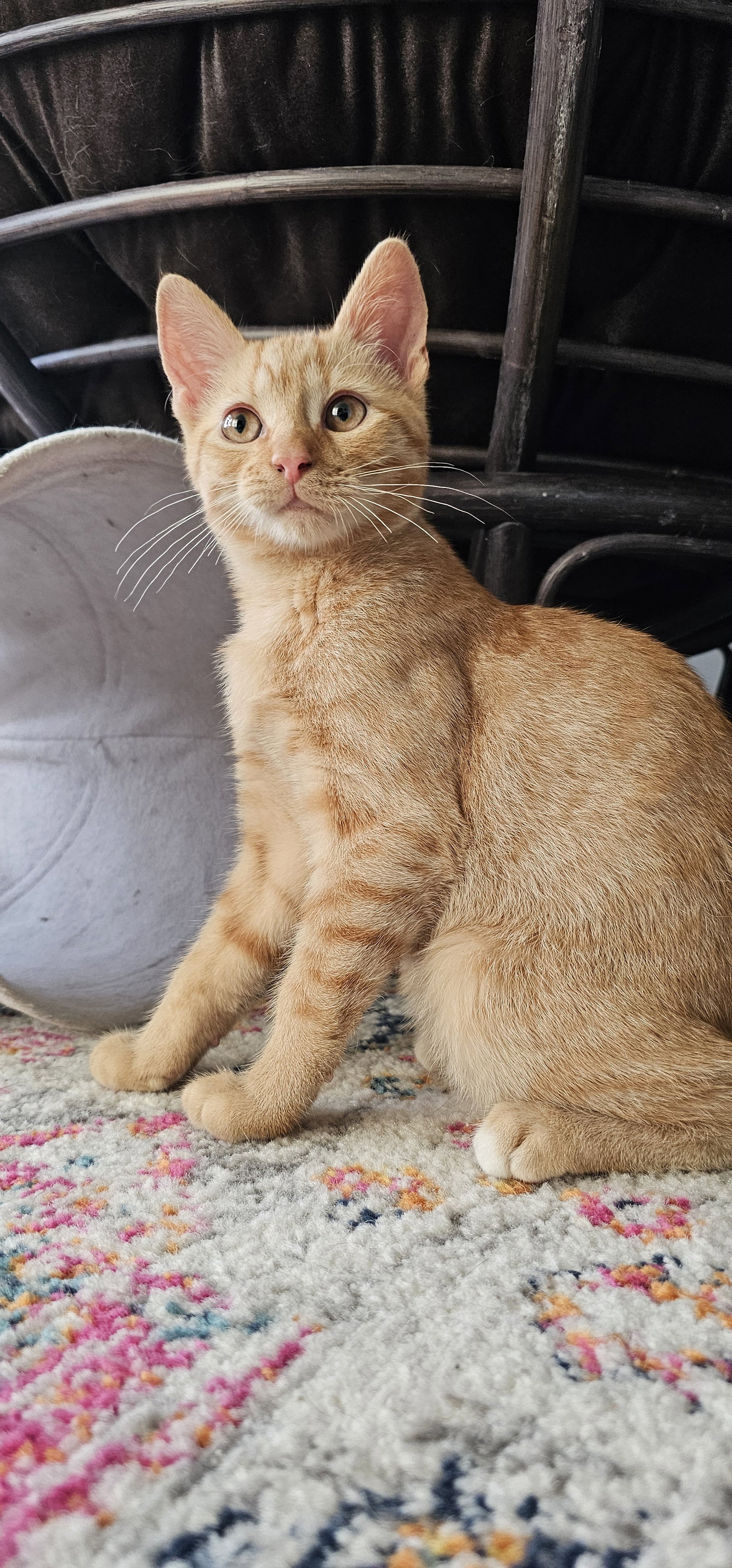 Cats for Adoption in Bel Air, Maryland | Alpha Paw