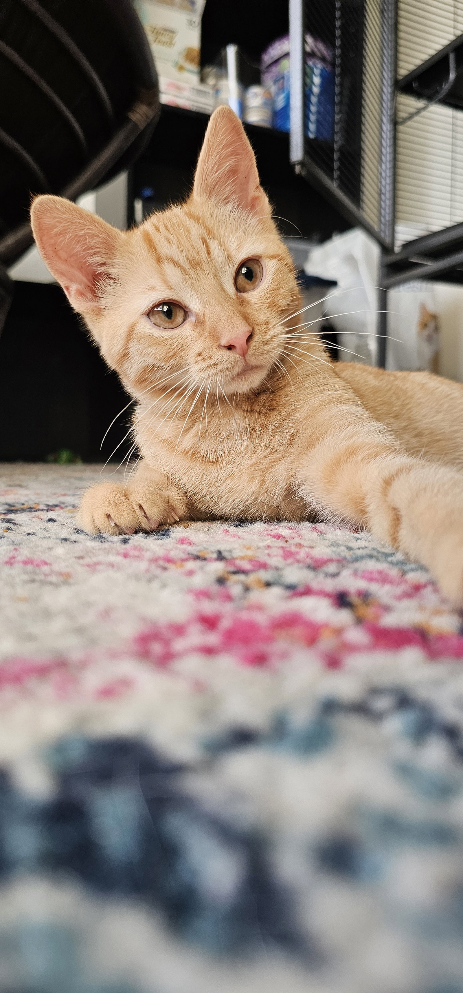 Cats for Adoption in Bel Air, Maryland | Alpha Paw