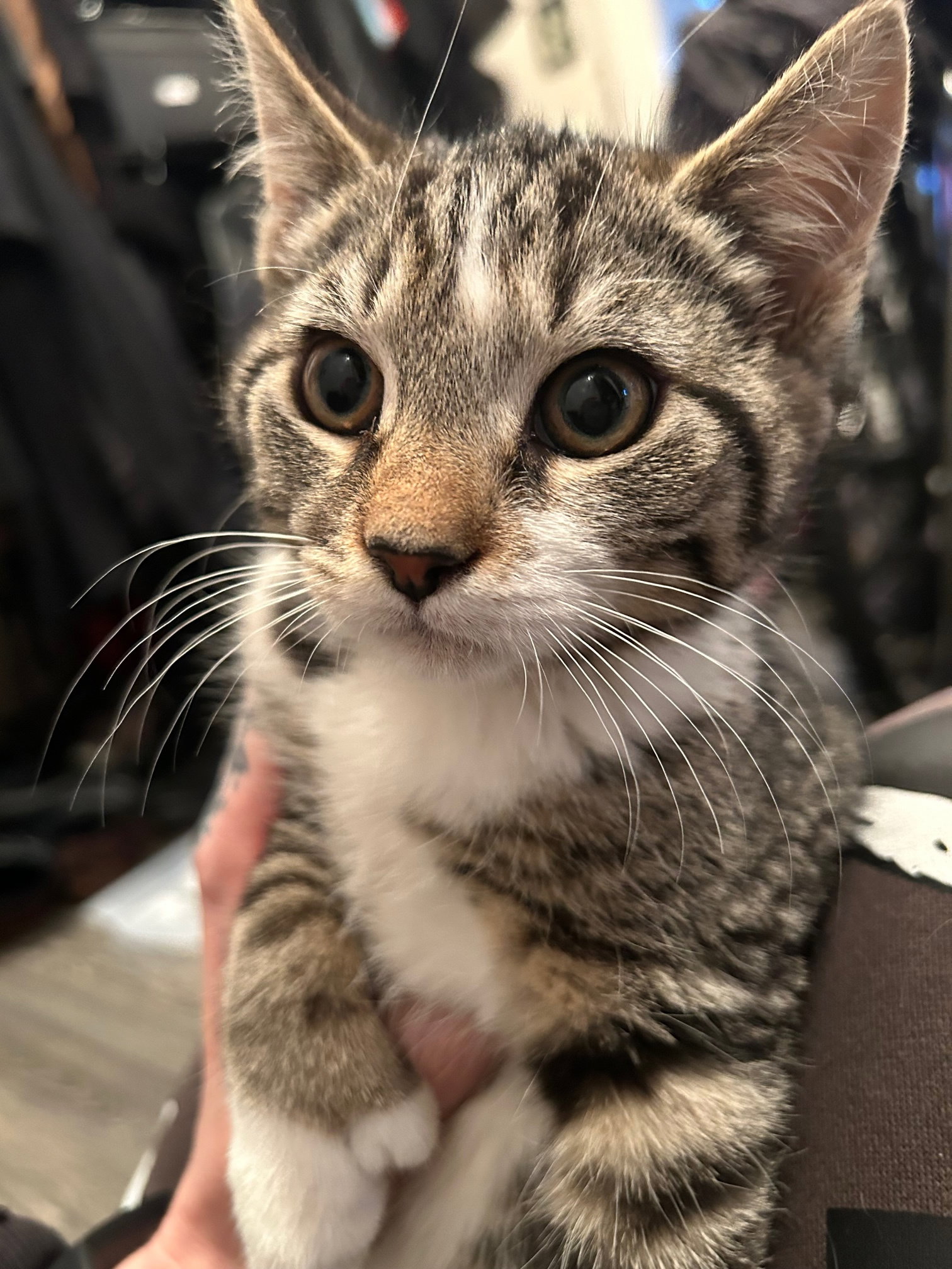 Cats for Adoption in Jamesburg, New Jersey | Alpha Paw