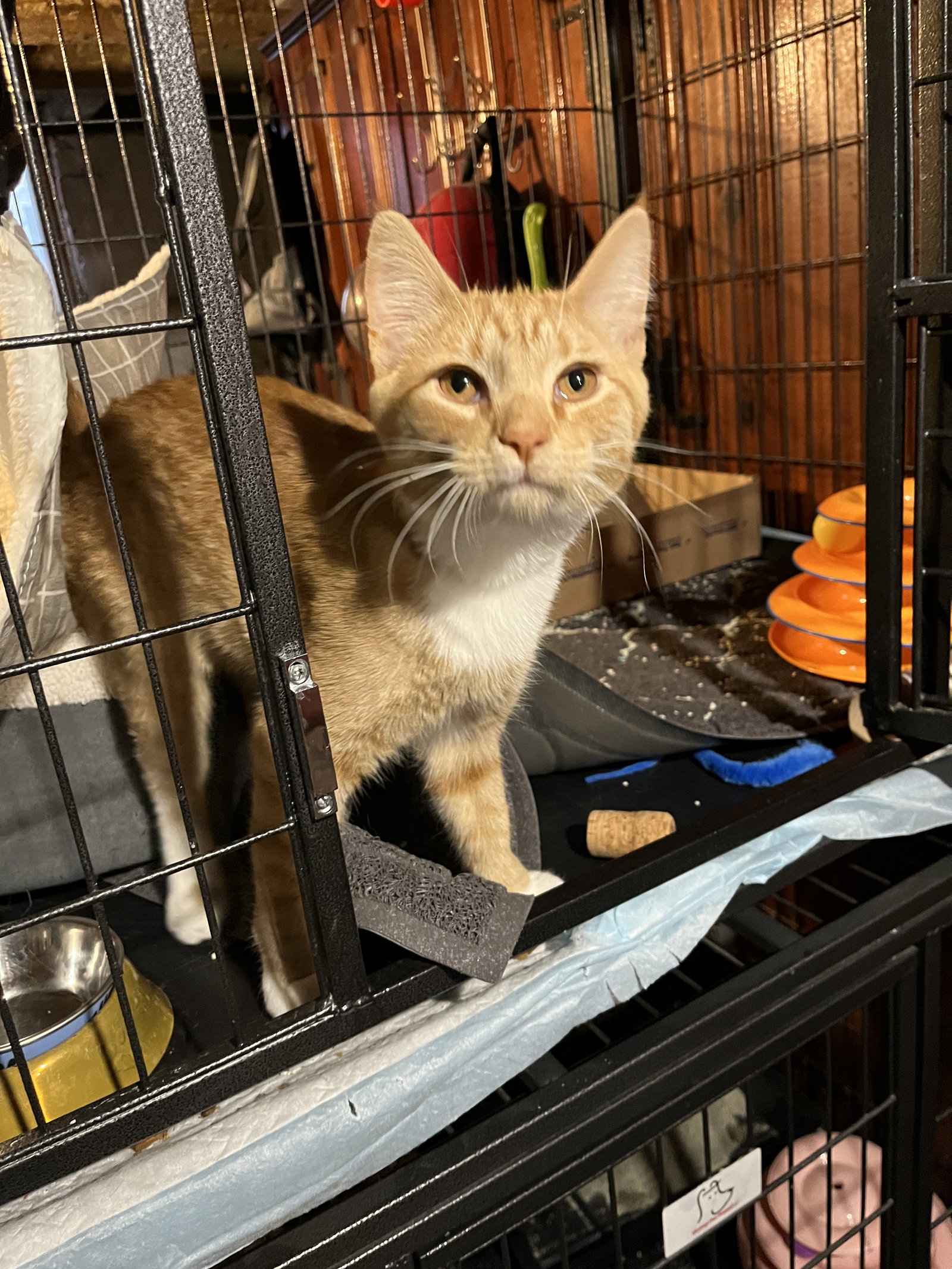 Cats for Adoption in Newark, Delaware | Alpha Paw