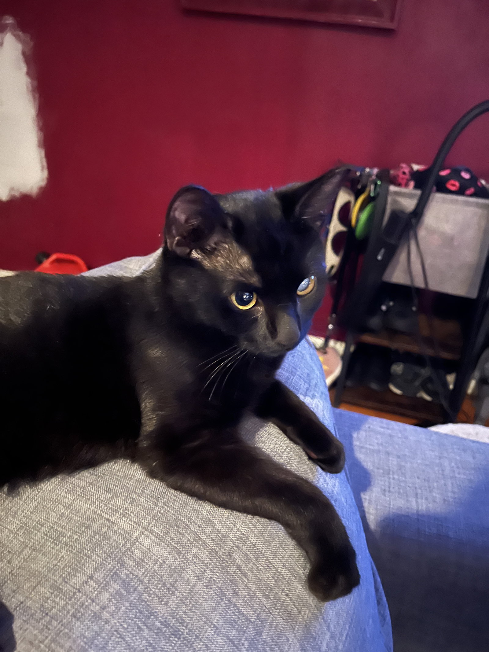 Cat adoption in Philadelphia, PA 19148: Domestic Short Hair (short coat ...