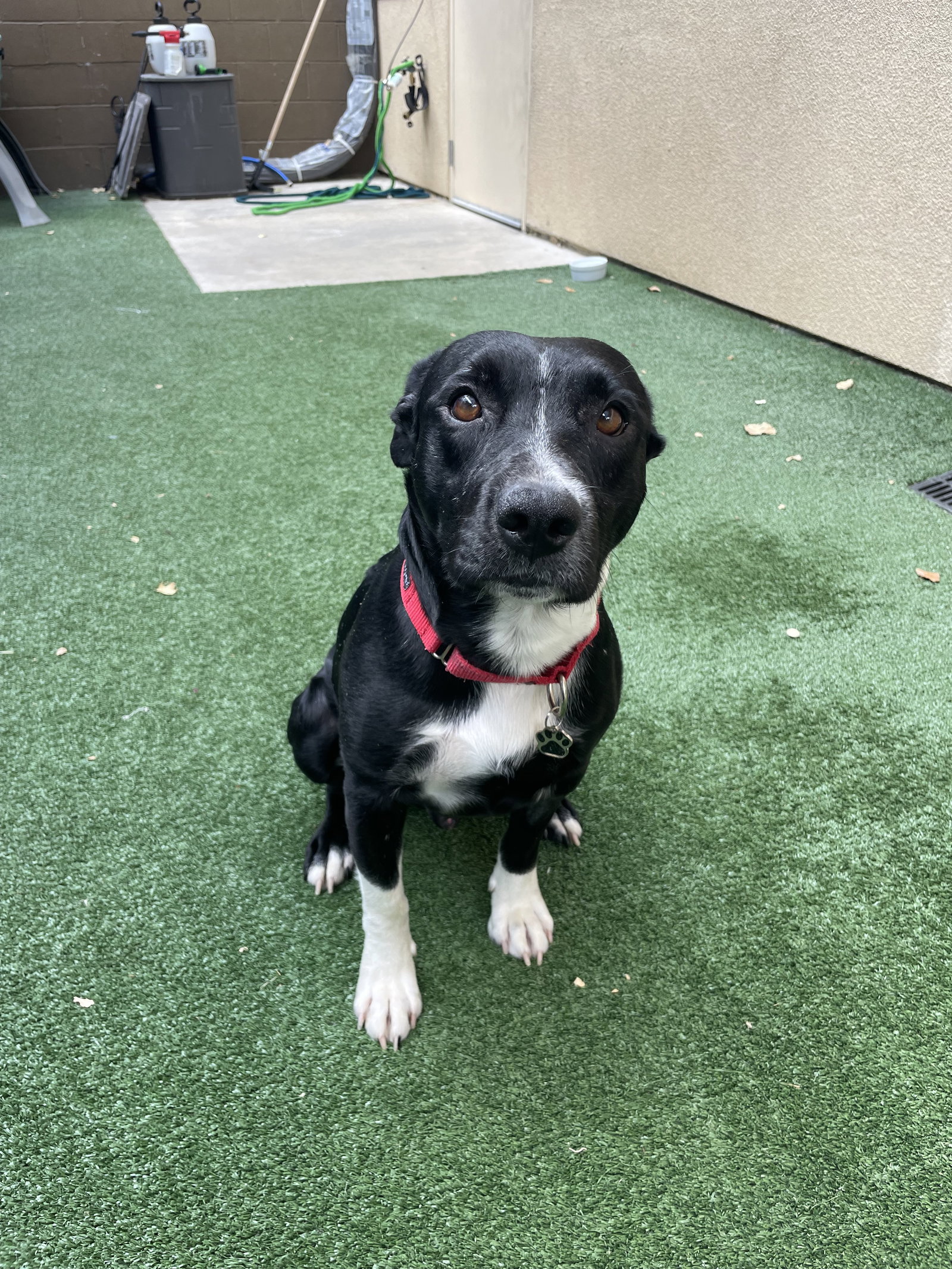 Dog for Adoption - Orion, a in San Mateo County, CA | Alpha Paw