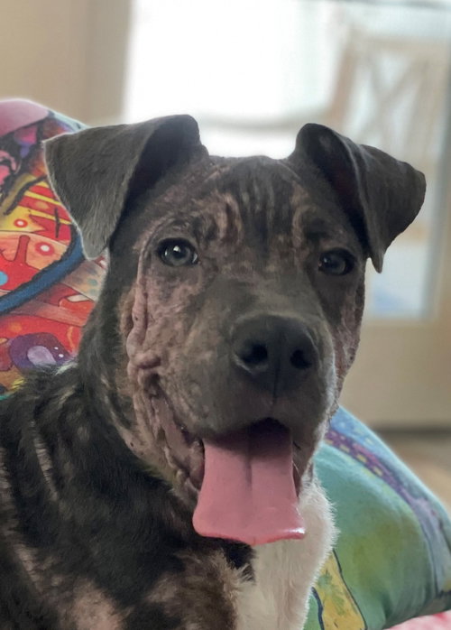 Welcome [itsthepits.org]