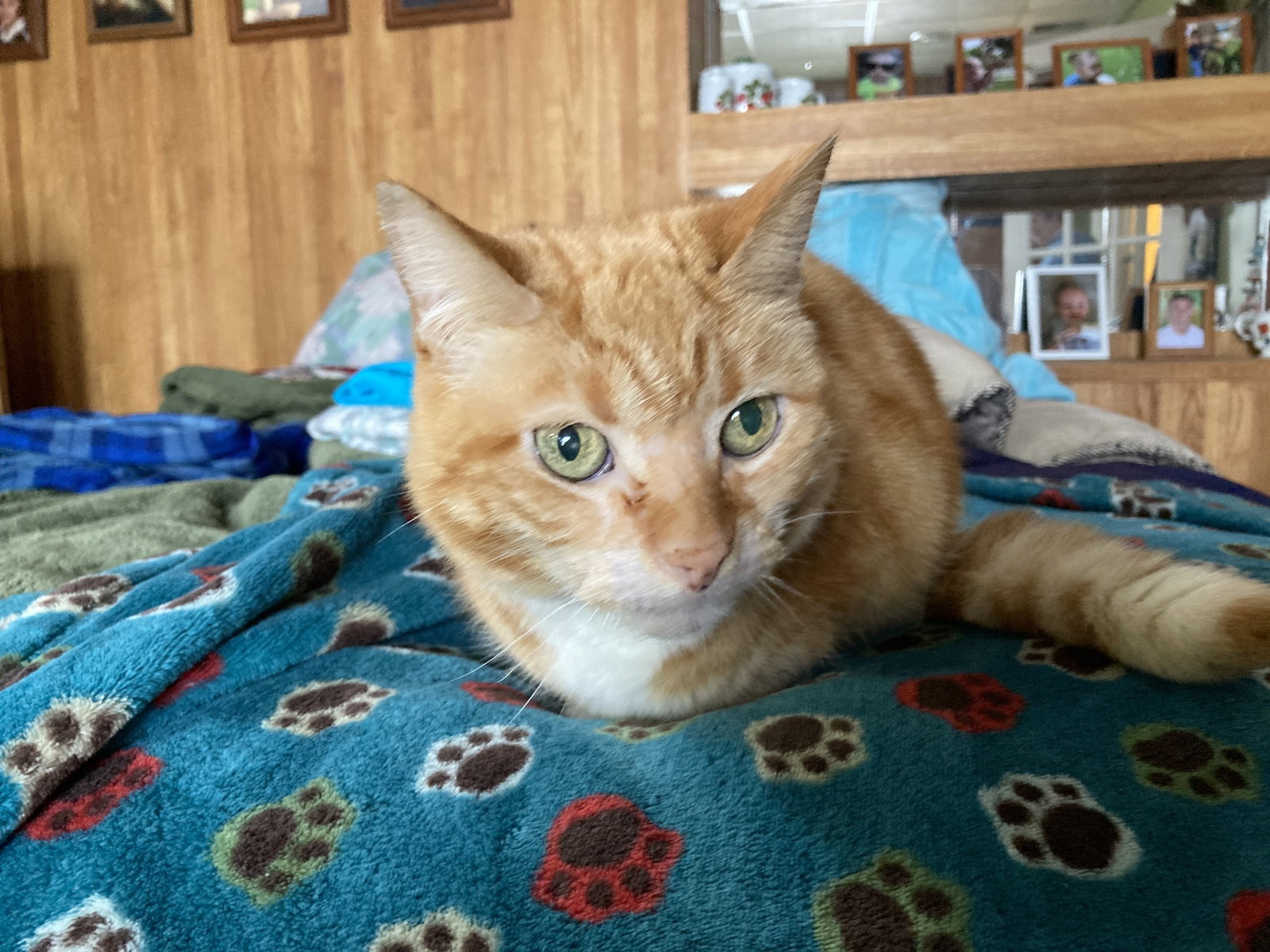 Cats for Adoption in Otsego, Michigan | Alpha Paw